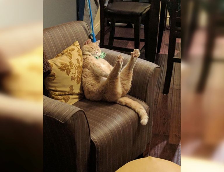 Craziest Cats in the Most Ridiculous Poses - Page 14 of 30 - BestPositive