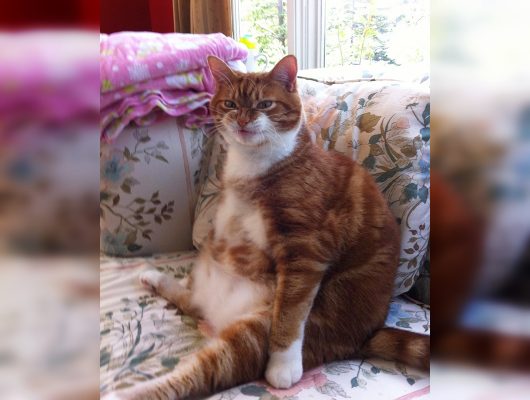Craziest Cats in the Most Ridiculous Poses - Page 10 of 30 - BestPositive