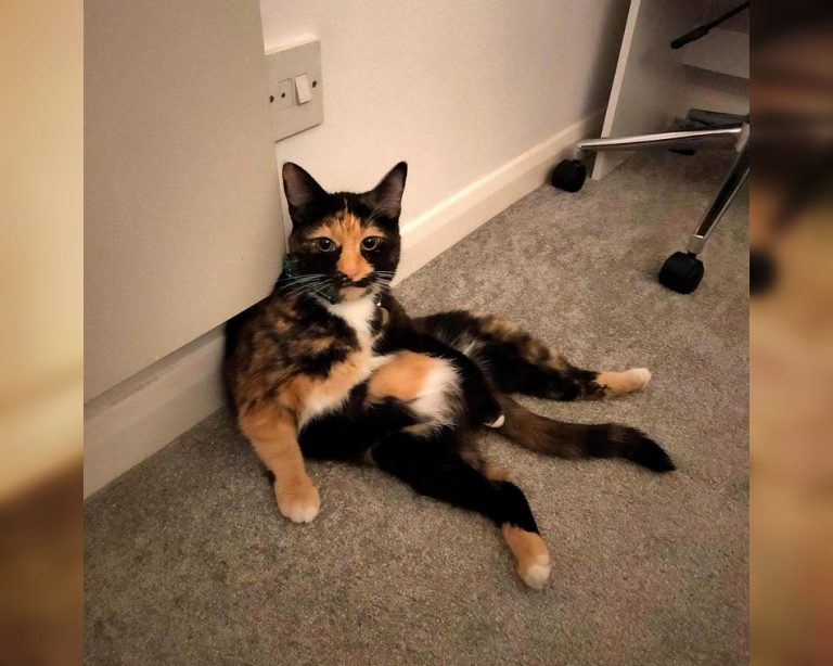 Craziest Cats in the Most Ridiculous Poses - Page 13 of 30 - BestPositive