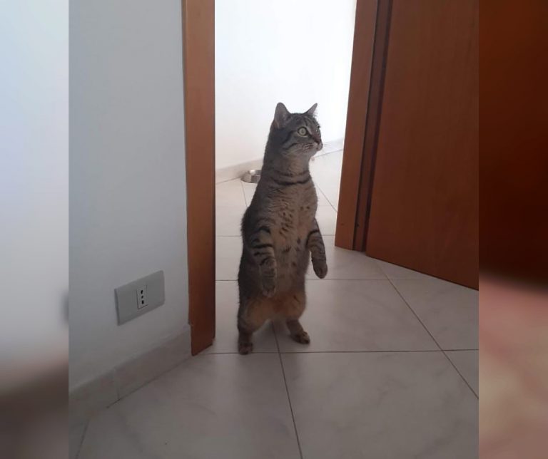 Craziest Cats in the Most Ridiculous Poses - Page 15 of 30 - BestPositive