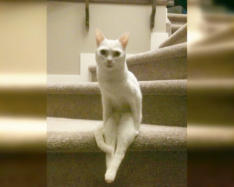 Craziest Cats in the Most Ridiculous Poses - Page 17 of 30 - BestPositive