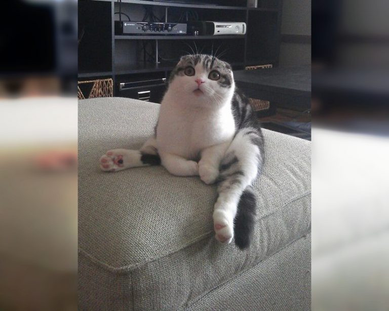 Craziest Cats in the Most Ridiculous Poses - Page 21 of 30 - BestPositive