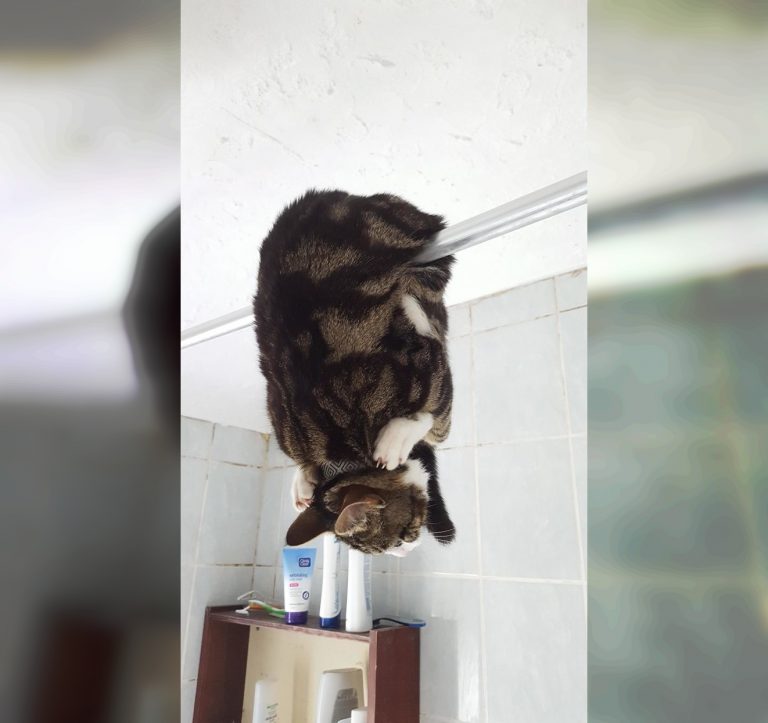 Craziest Cats in the Most Ridiculous Poses - Page 23 of 30 - BestPositive