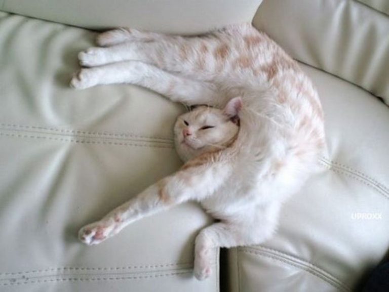 Craziest Cats in the Most Ridiculous Poses - Page 27 of 30 - BestPositive