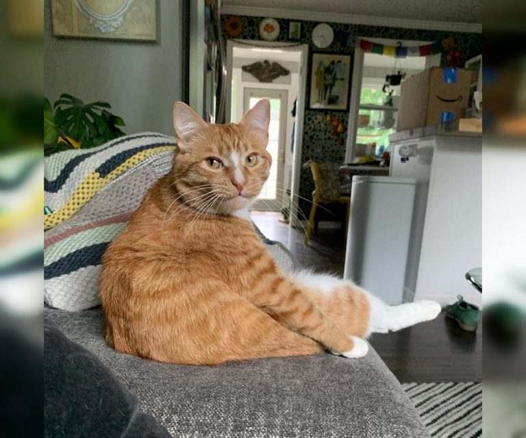 Craziest Cats in the Most Ridiculous Poses - Page 28 of 30 - BestPositive