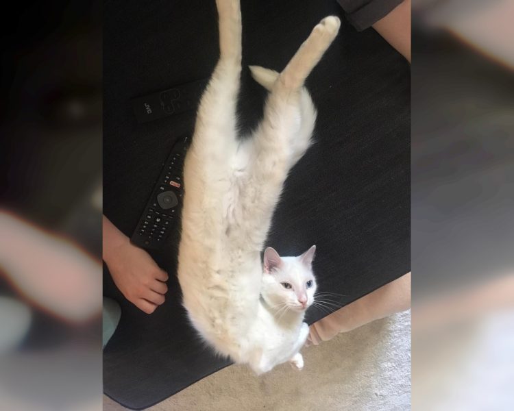 Craziest Cats in the Most Ridiculous Poses - Page 29 of 30 - BestPositive