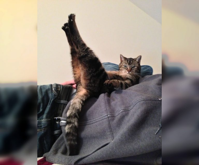 Craziest Cats in the Most Ridiculous Poses - Page 4 of 30 - BestPositive