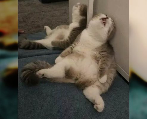 Craziest Cats in the Most Ridiculous Poses - Page 5 of 30 - BestPositive