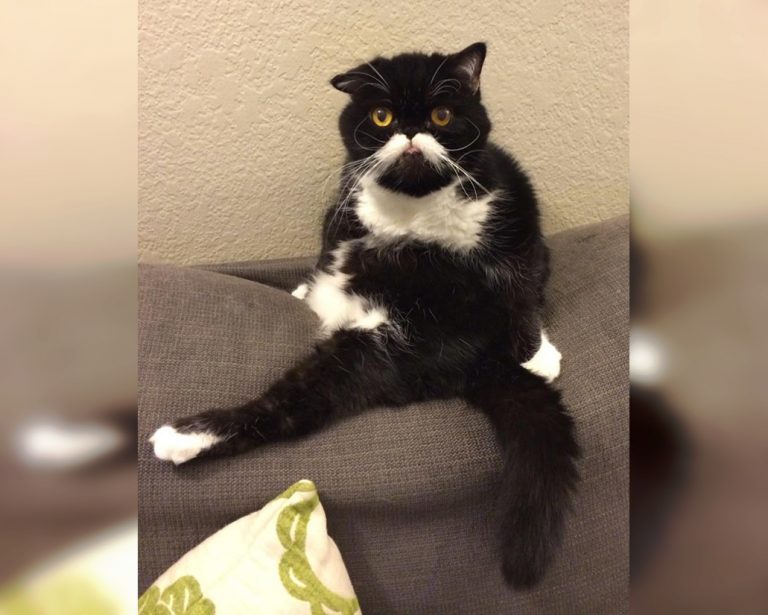 Craziest Cats in the Most Ridiculous Poses - Page 7 of 30 - BestPositive