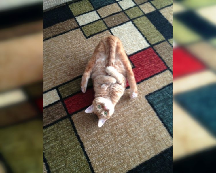 Craziest Cats in the Most Ridiculous Poses - Page 8 of 30 - BestPositive