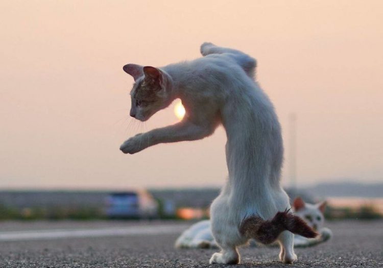 Craziest Cats in the Most Ridiculous Poses - Page 9 of 30 - BestPositive