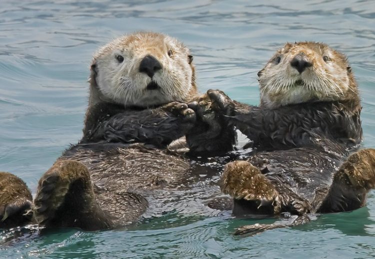 Capturing the Moment: Perfectly Timed Animal Shots - Page 16 of 30 ...