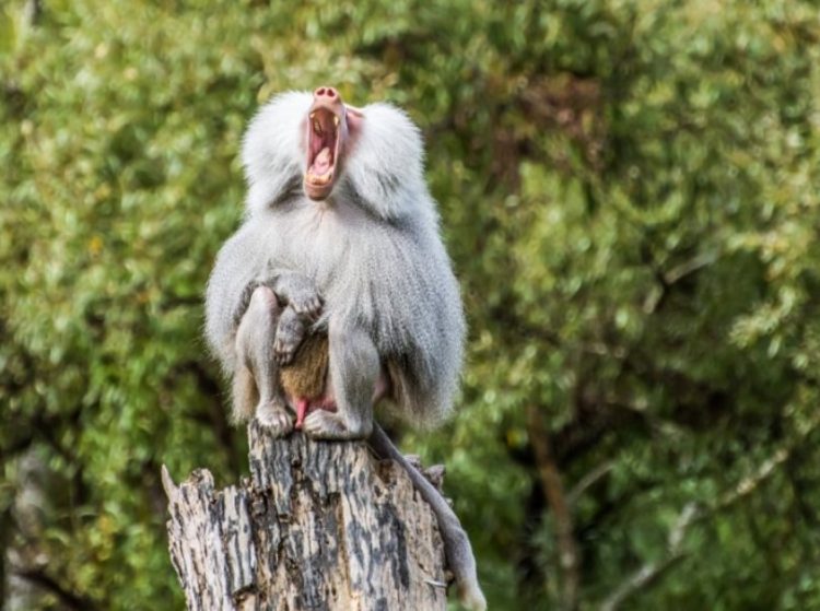 Capturing the Moment: Perfectly Timed Animal Shots - Page 20 of 30 ...