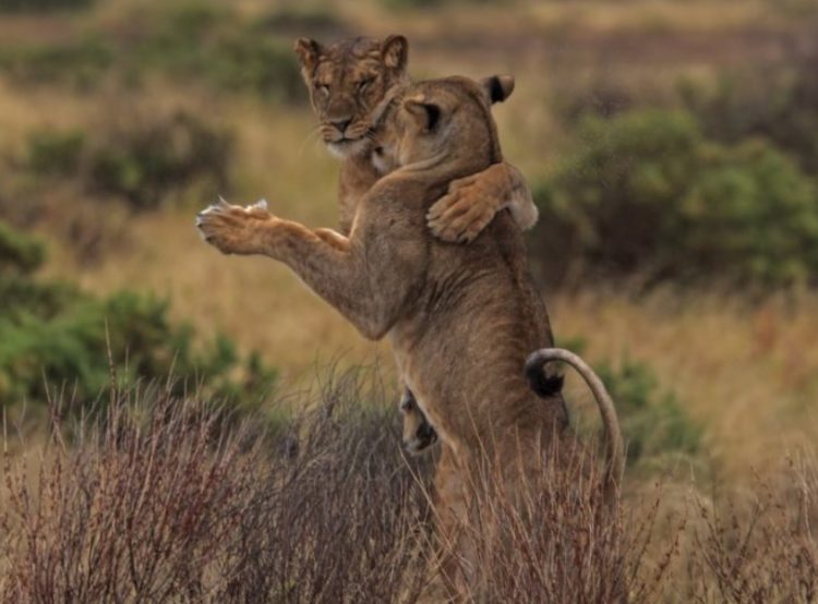Capturing the Moment: Perfectly Timed Animal Shots - Page 5 of 30 ...